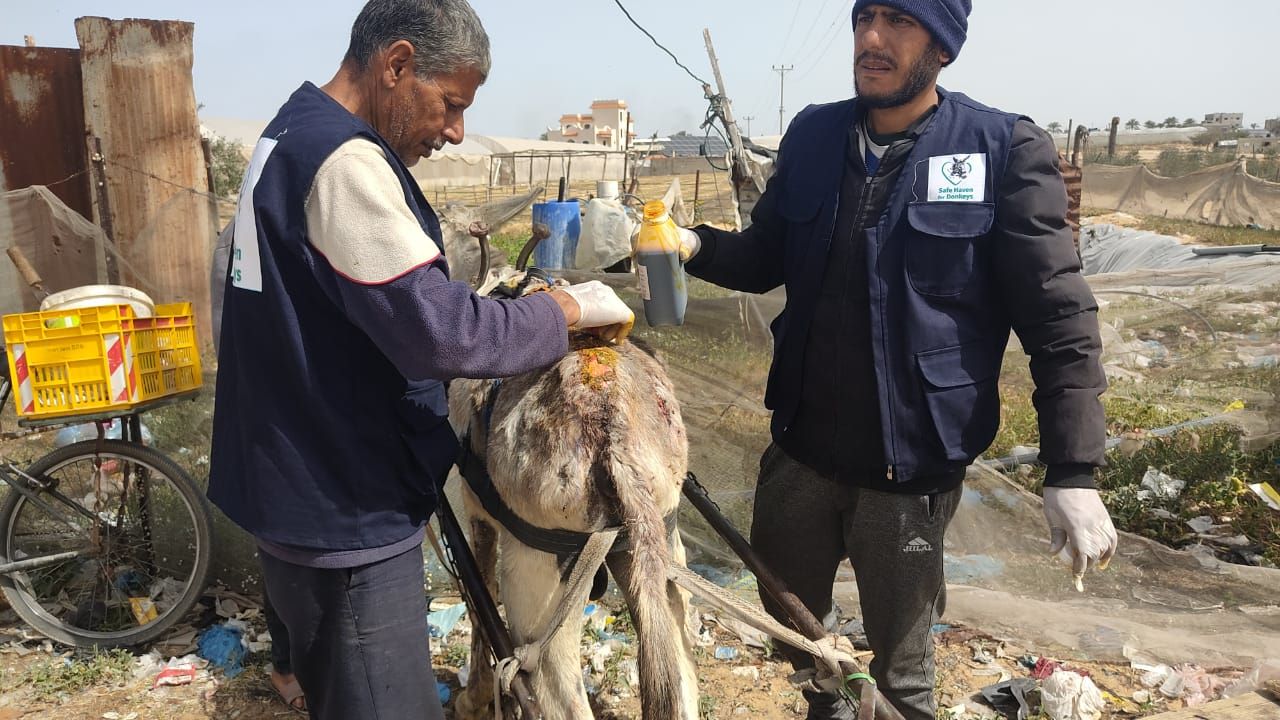 The vital role of donkeys in war-torn Gaza